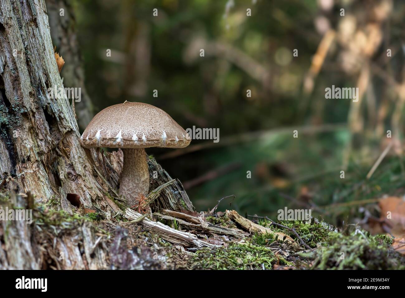 Leccinum scabrum, commonly known as the rough-stemmed bolete, scaber ...