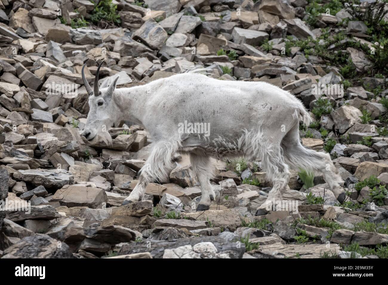 White goat logan pass hi-res stock photography and images - Alamy