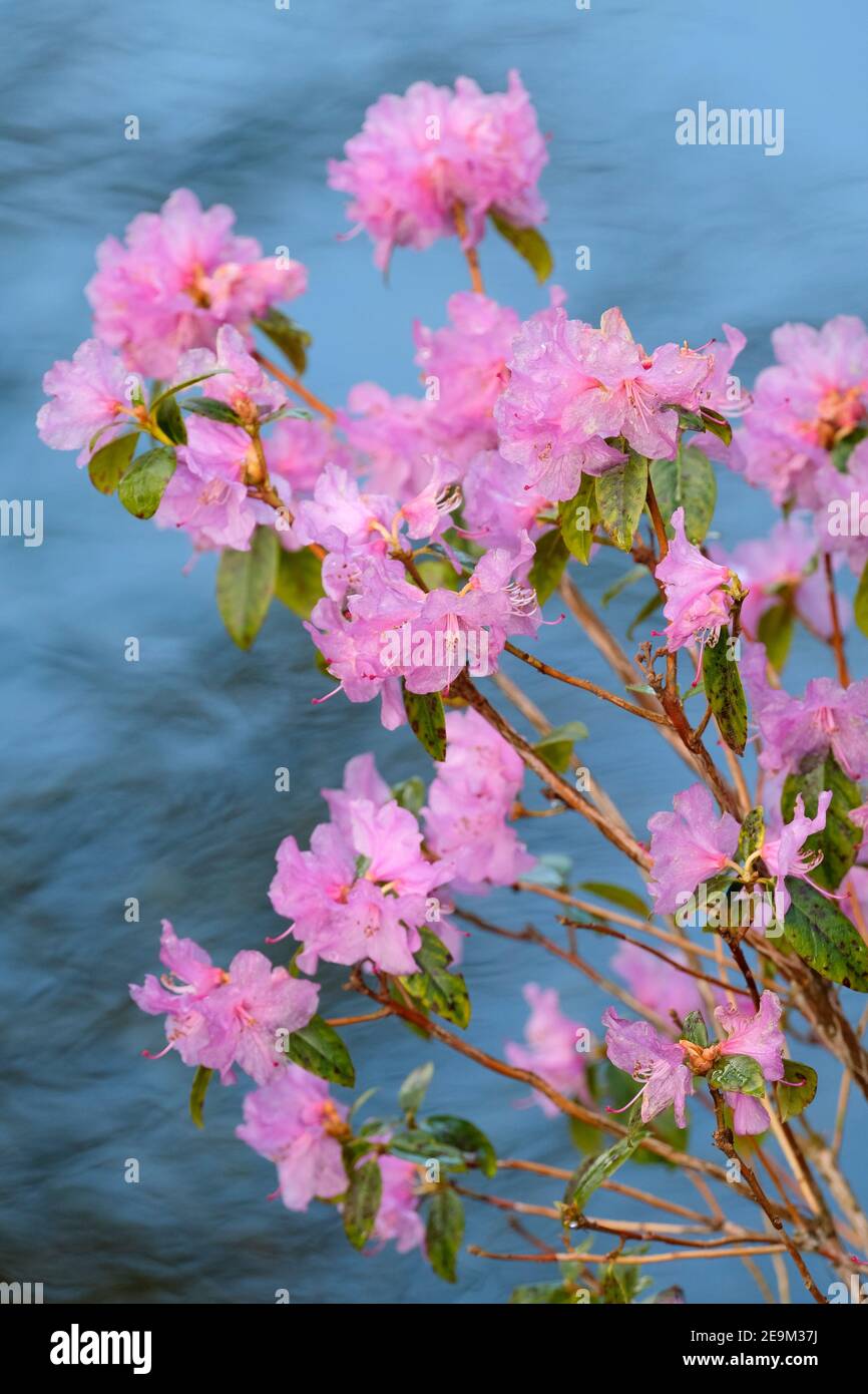 Pinkish flowers of Dwarf Semi-Evergreen Rhododendron Praecox also known ...