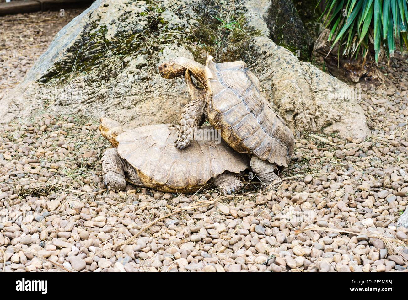 Mating turtles hi-res stock photography and images - Alamy