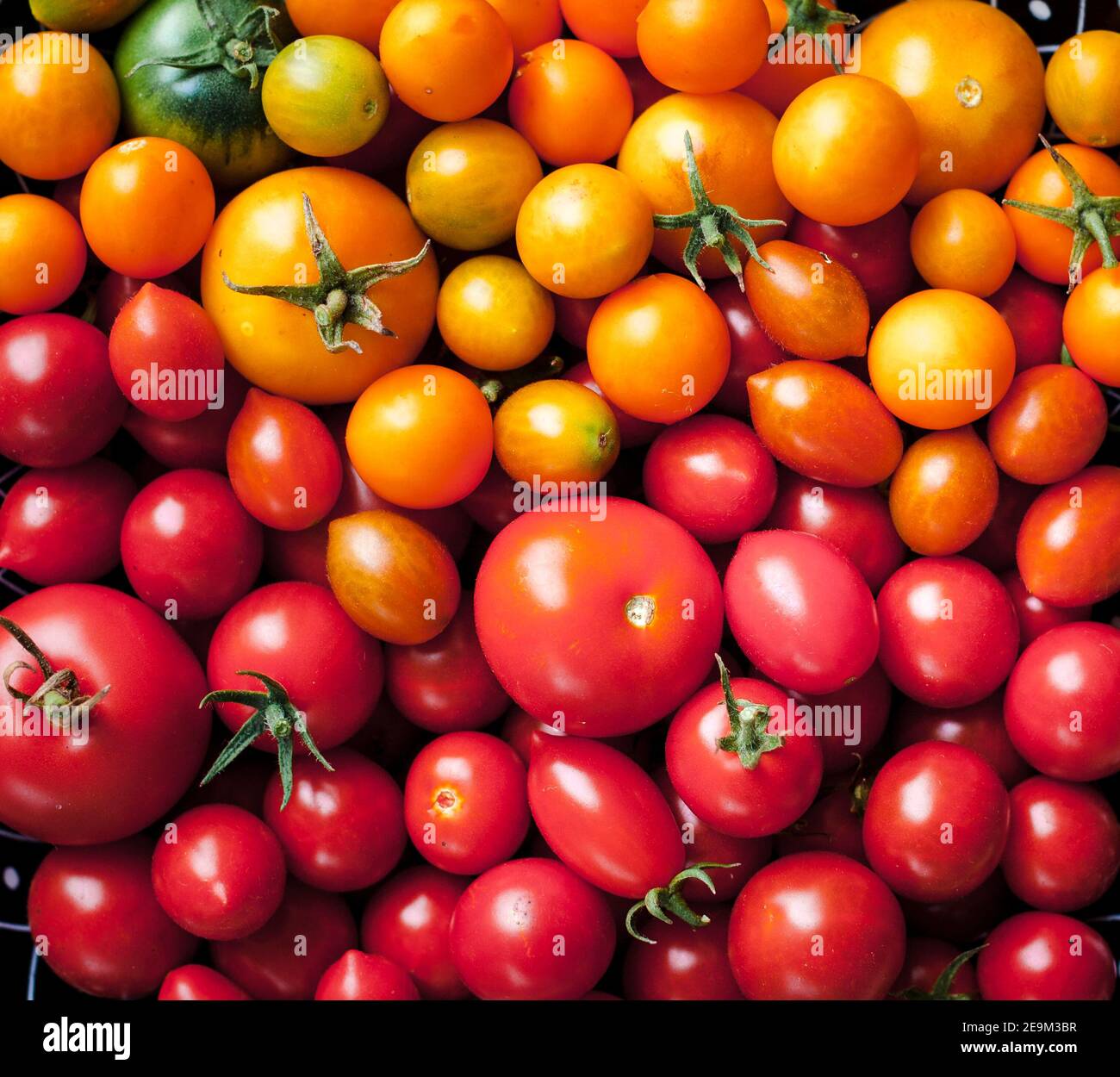 background of many different varieties of tomatoes in various colors ...
