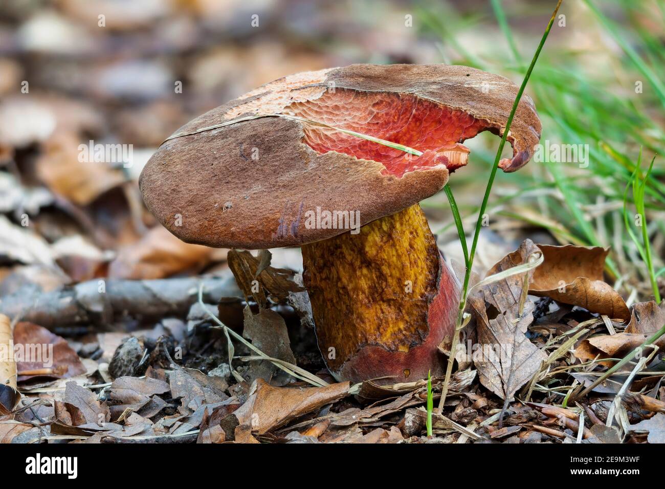 The Scarletina Bolete (Neoboletus erythropus) is an edible mushroom ...