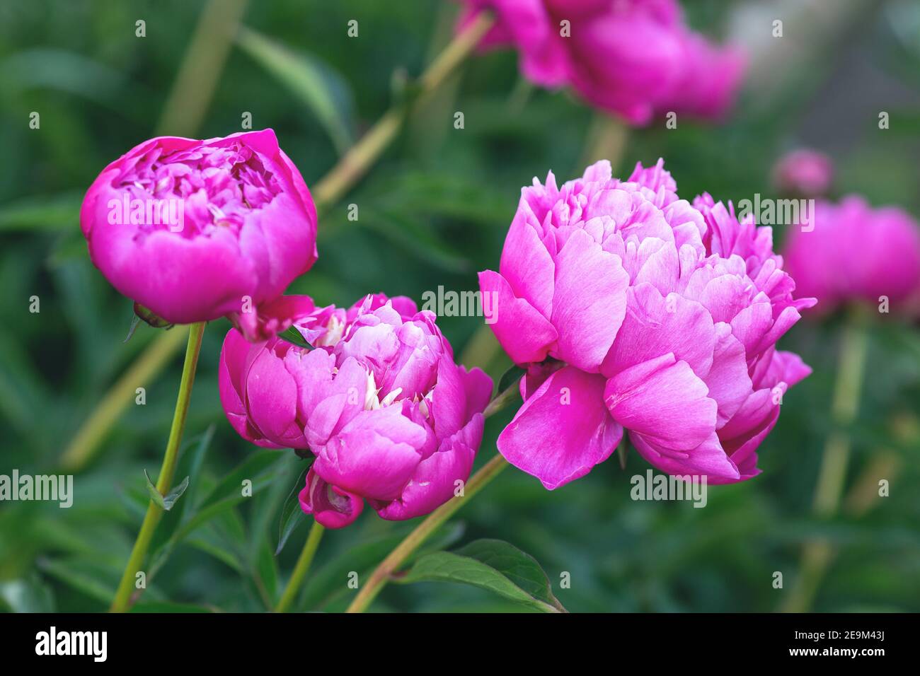 Beautiful blooming peonies in the garden. Flowers background - Image ...