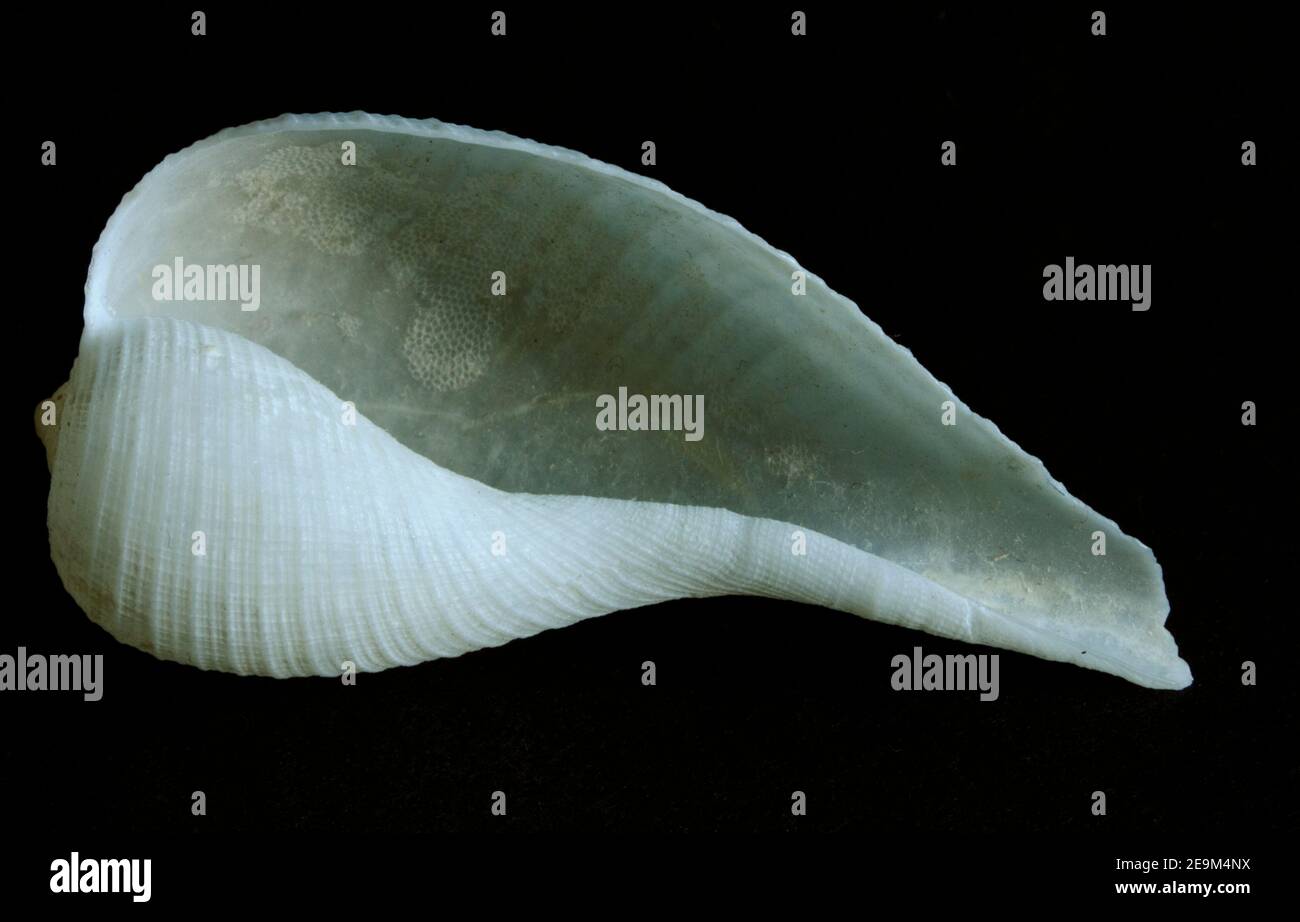 The distinctive pear-shaped Paper Fig Shell is a mollusc of deep water ...