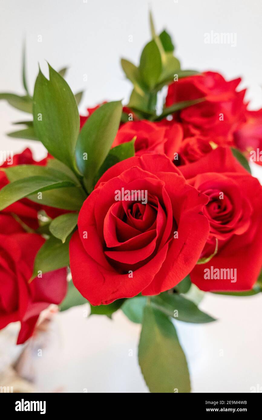 Blooming red roses Stock Photo - Alamy