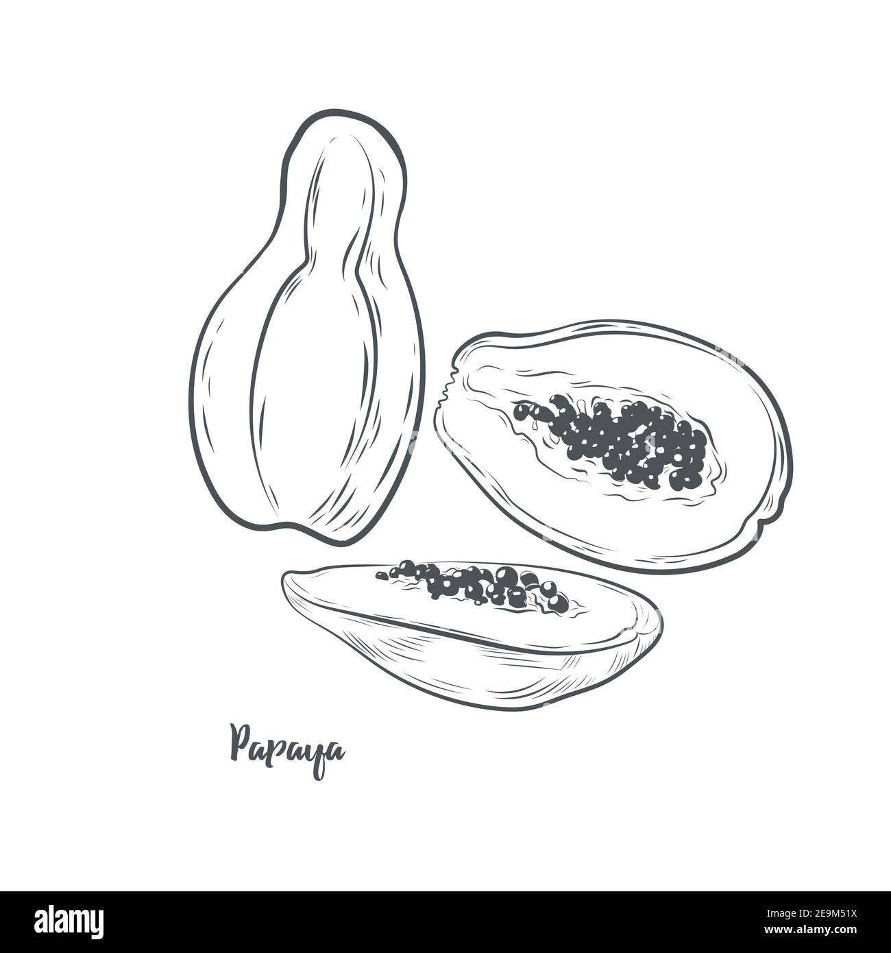 Hand drawn papaya fruit isolated on white background Stock Vector Image ...