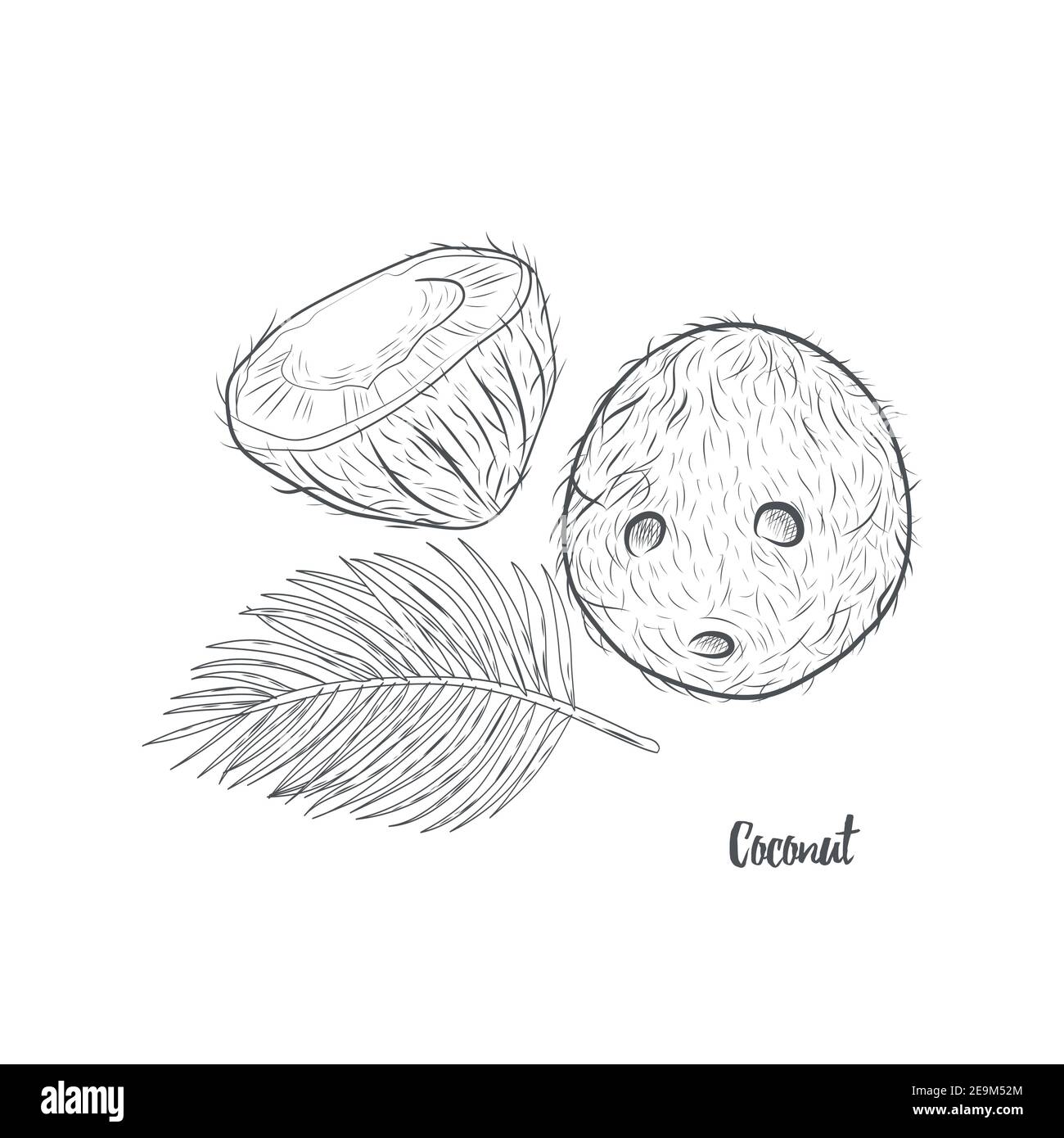Whole and half of tropical coconut sketch vector illustration Stock ...