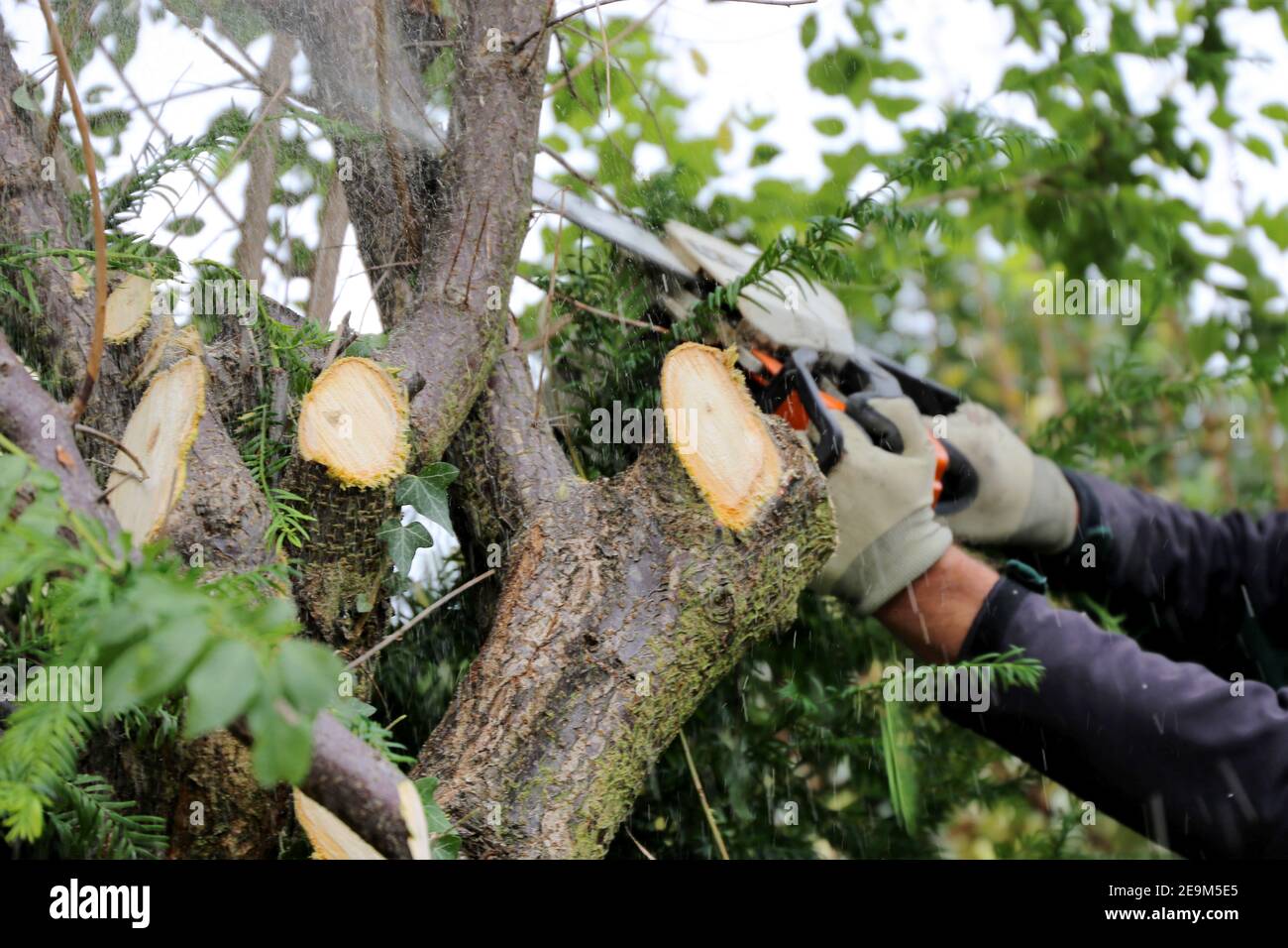 Felling tree limb hi-res stock photography and images - Alamy