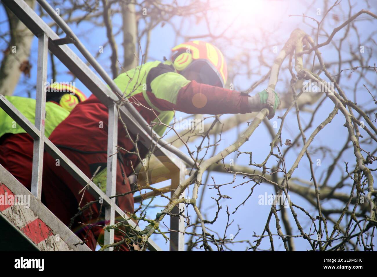 Workers on the working platform during tree cutting or tree maintenance ...
