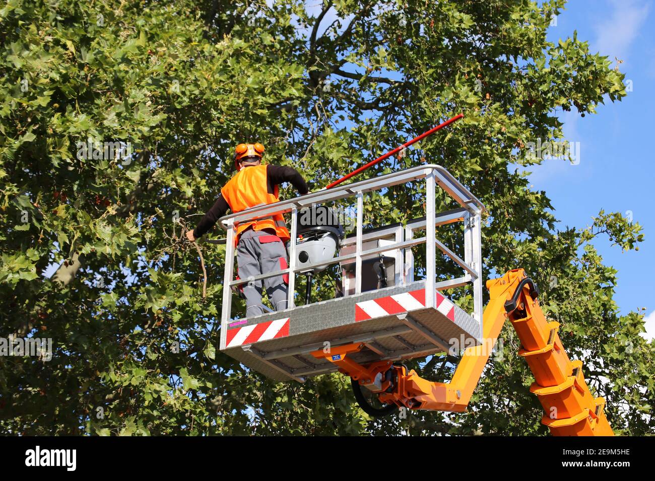 Workers on the working platform during tree cutting or tree maintenance ...