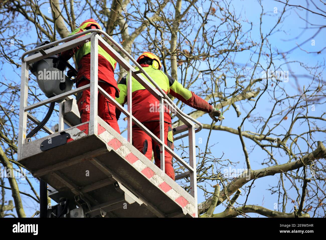Workers on the working platform during tree cutting or tree maintenance ...