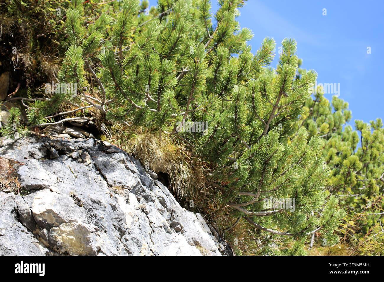 Mugo pine pinus mugo hi-res stock photography and images - Alamy