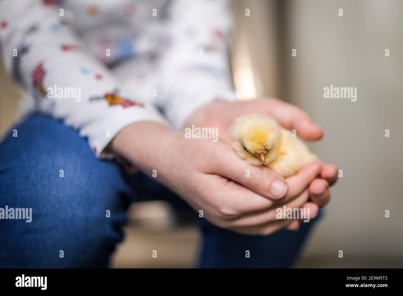 Young girl holding newly hatched Polish Bantam chicken yellow fluffy ...