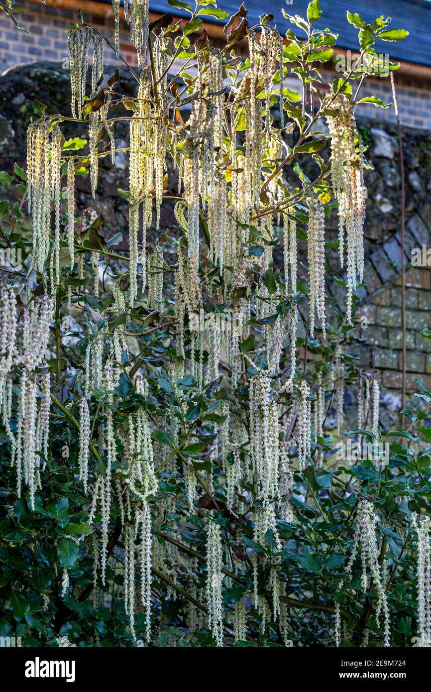 Garrya Elliptica Tassels High Resolution Stock Photography and Images ...