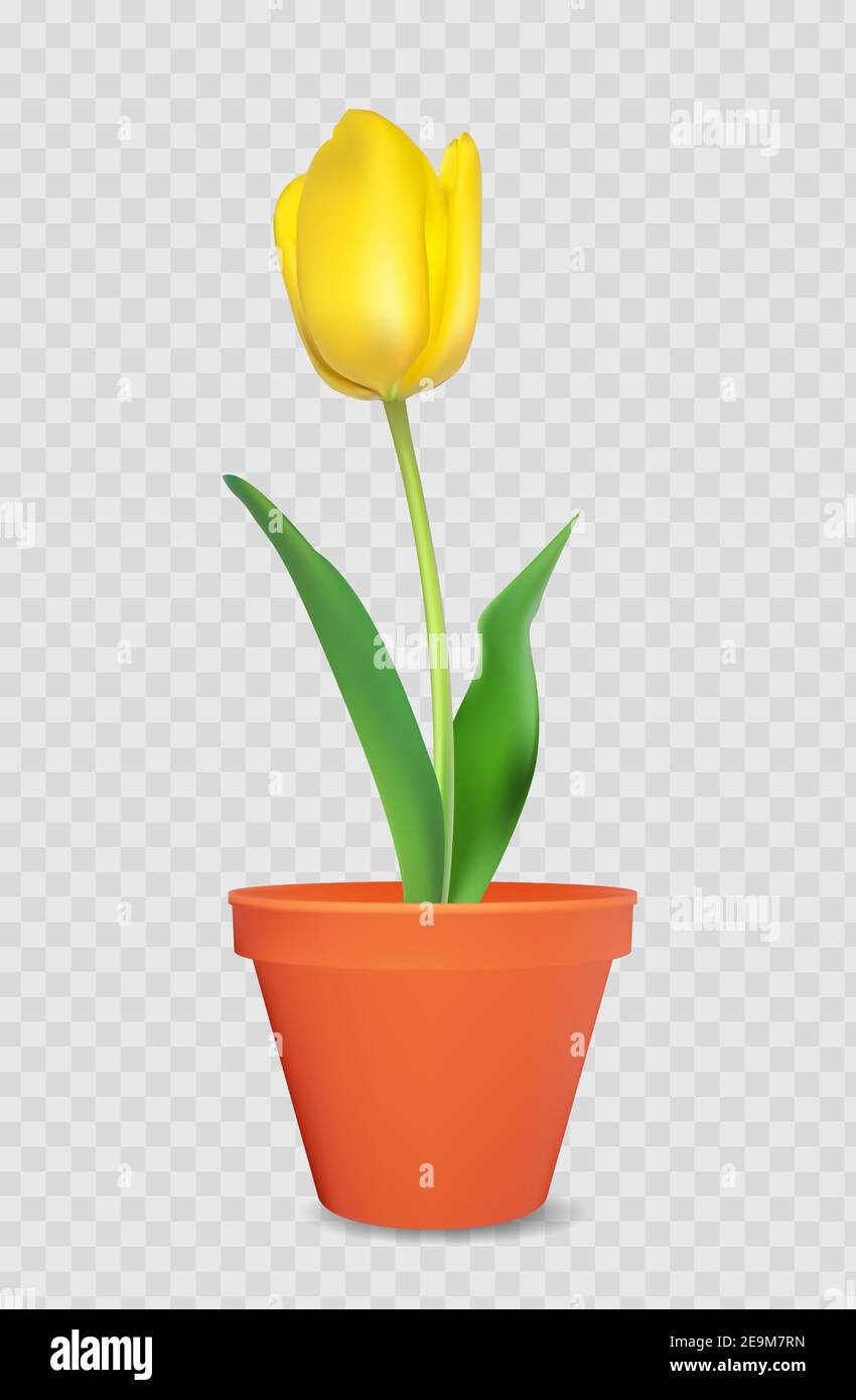 Realistic 3d tulip in flower pot. design element. Vector Illustration ...