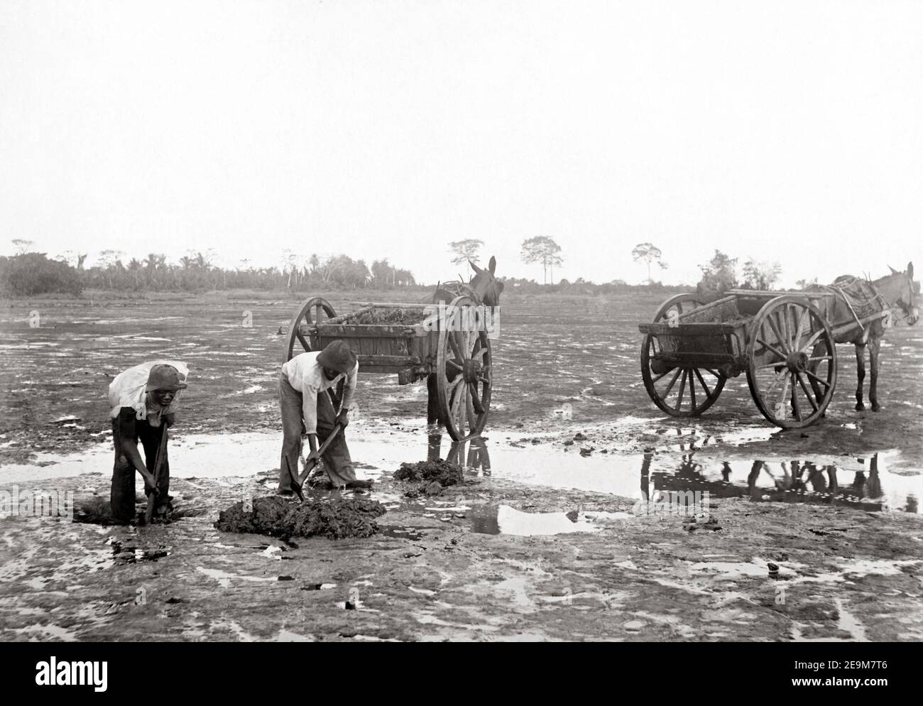 Late 19th century photograph - Digging pitch, La Brea, Trinidad, c.1900 ...