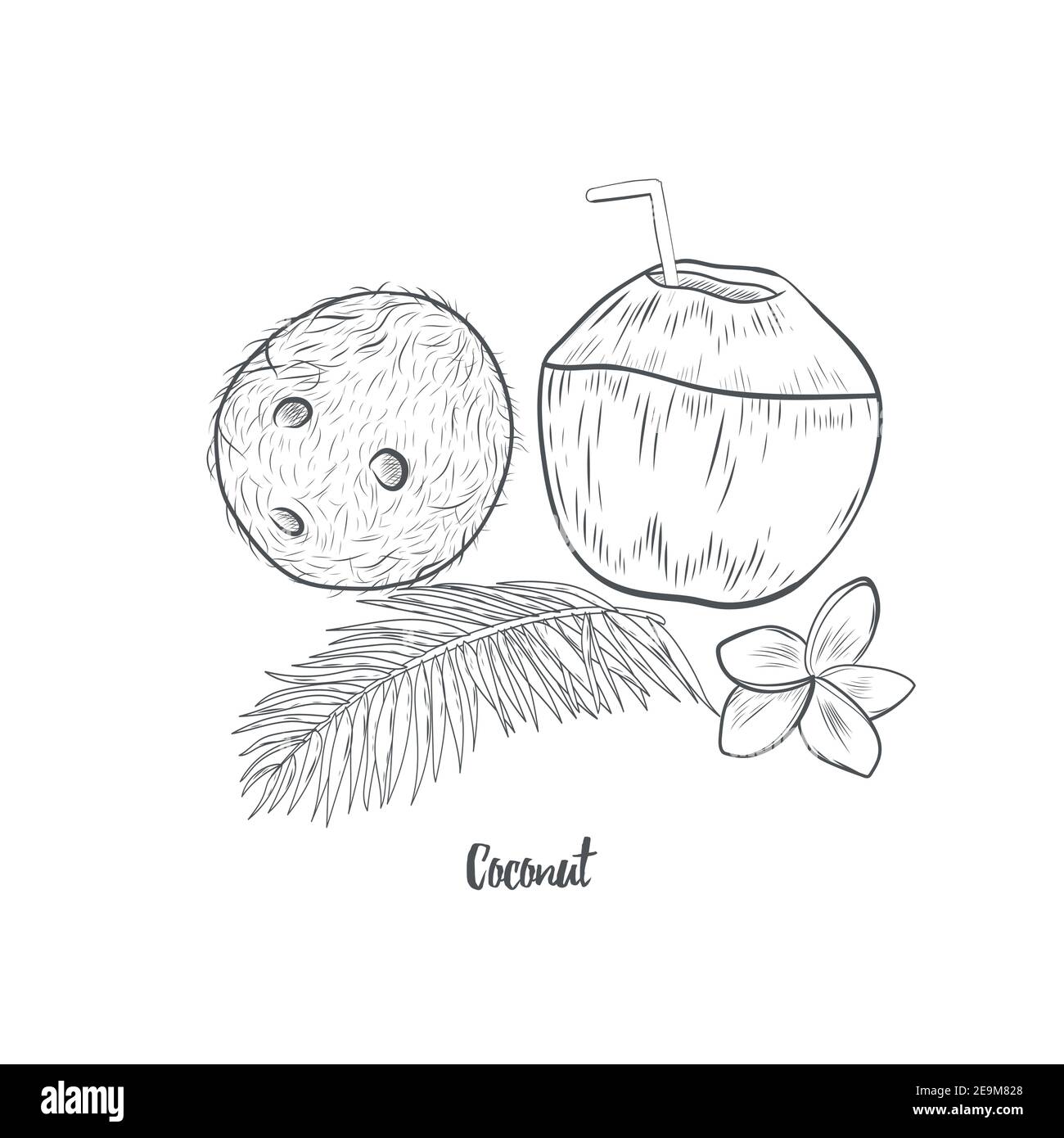 Whole and half of tropical coconut vector illustration Stock Vector ...