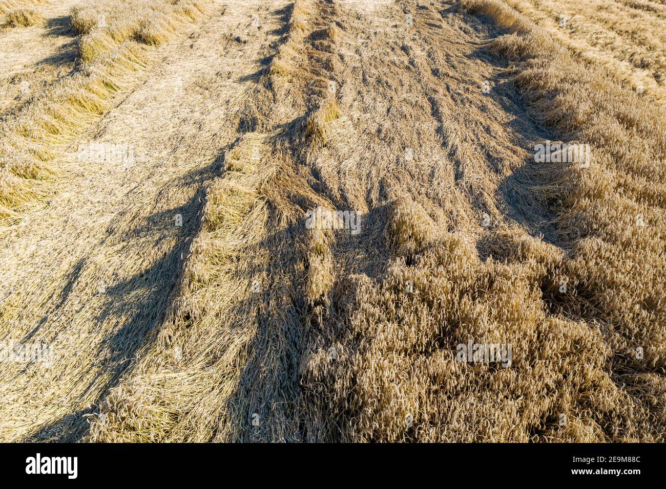 Losses in agriculture, aerial view of destroyed field of grain Stock ...