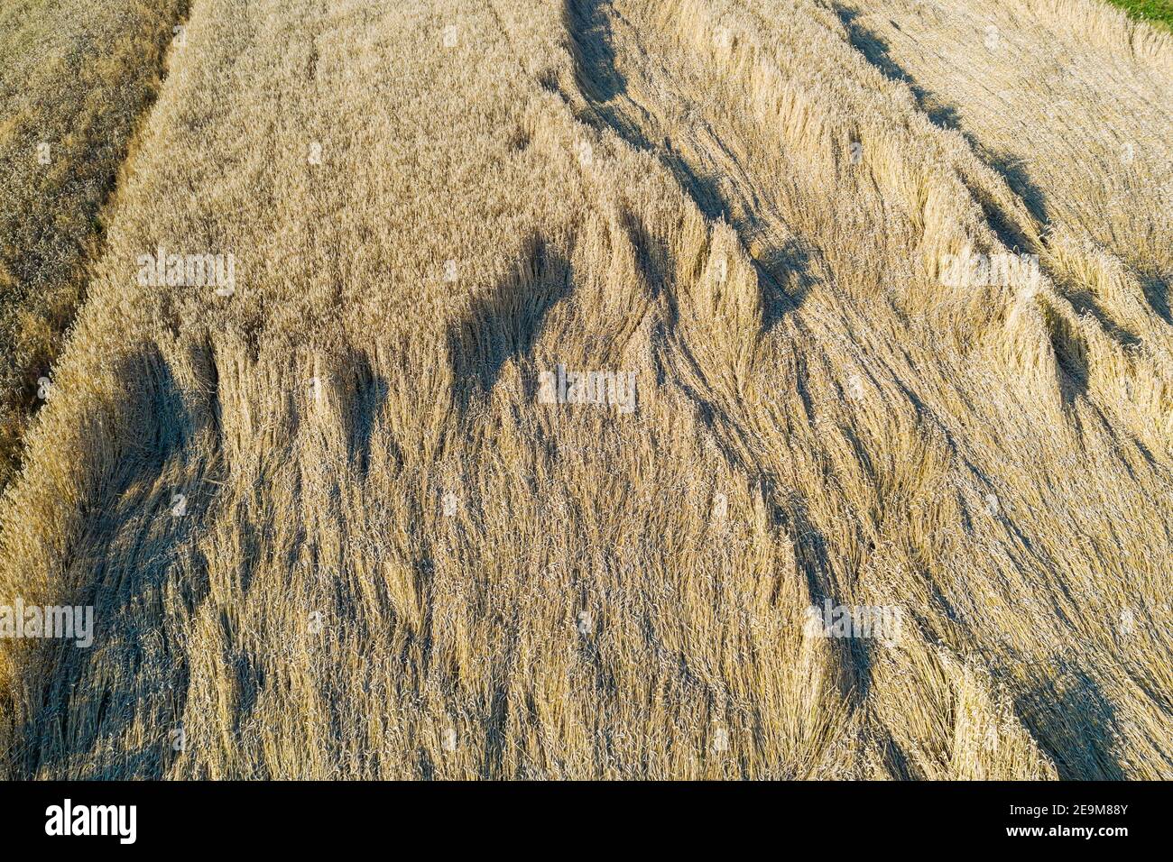 Losses in agriculture, aerial view of destroyed field of grain Stock ...