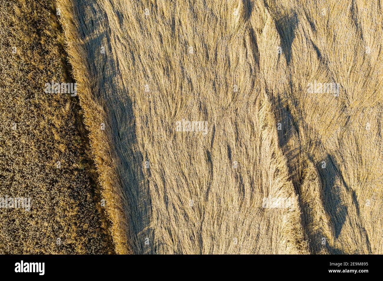 Losses in agriculture, aerial view of destroyed field of grain Stock ...