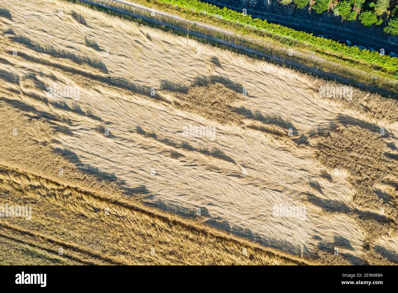 Losses in agriculture, aerial view of destroyed field of grain Stock ...