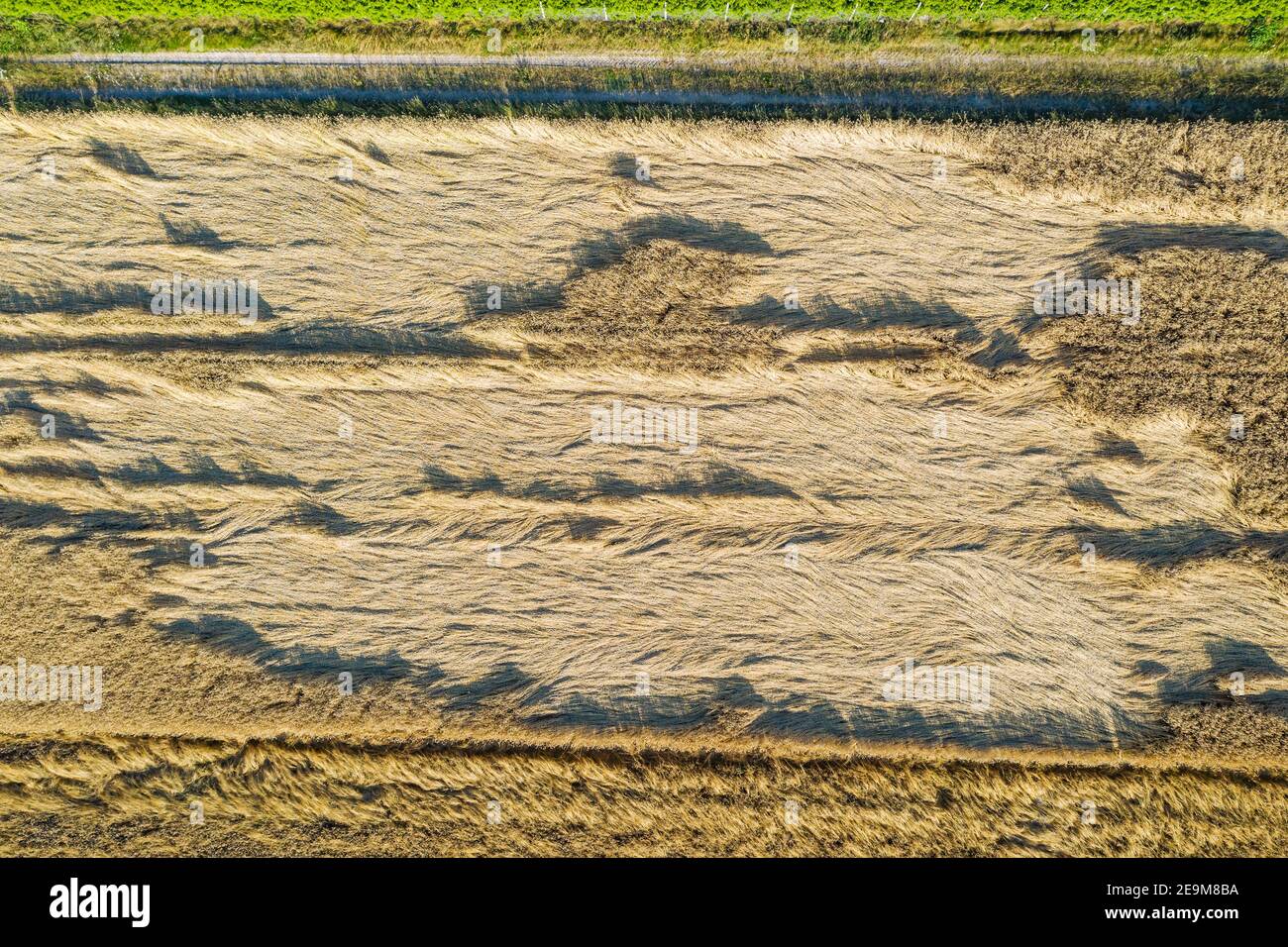 Losses in agriculture, aerial view of destroyed field of grain Stock ...