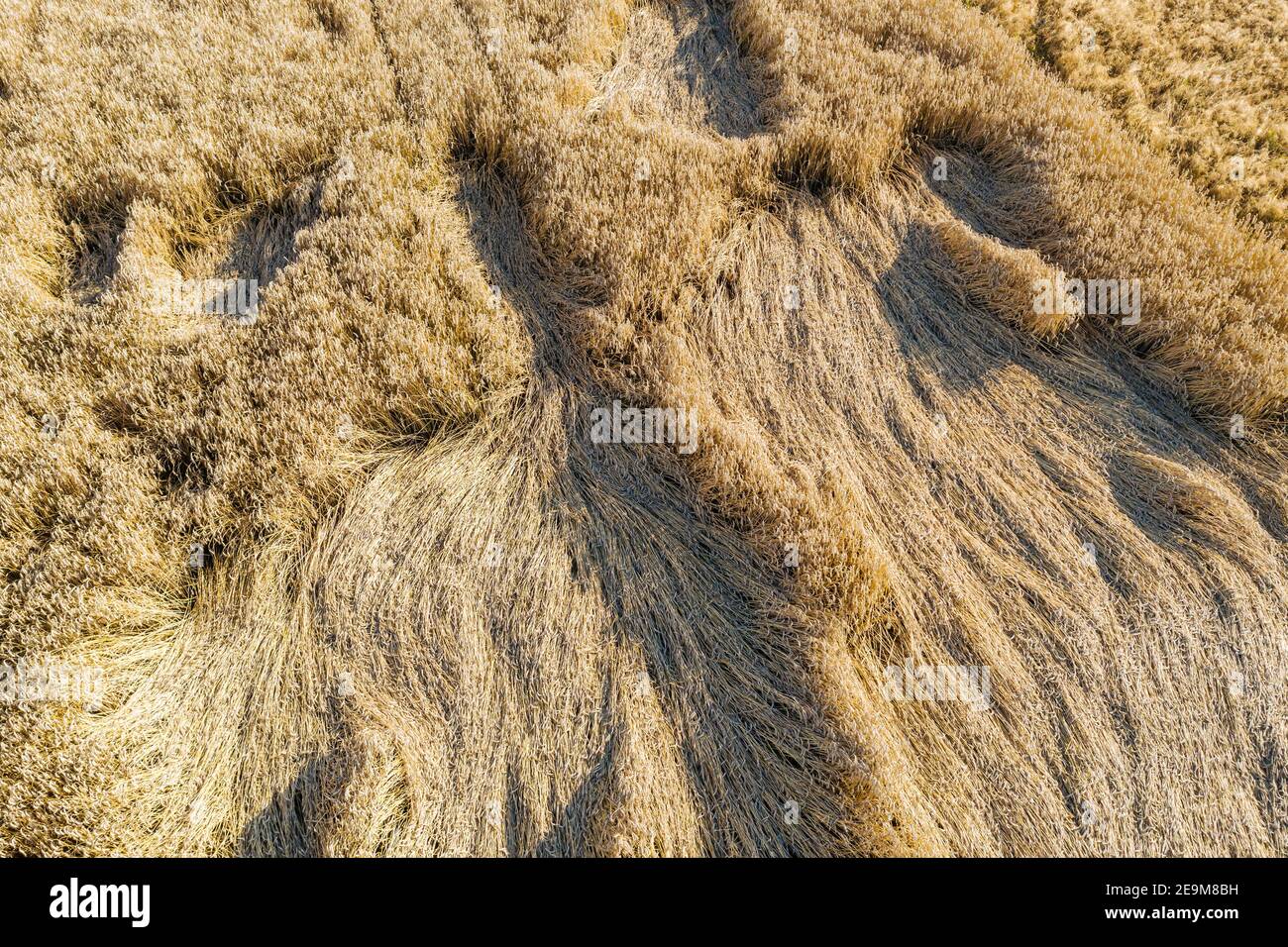 Losses in agriculture, aerial view of destroyed field of grain Stock ...