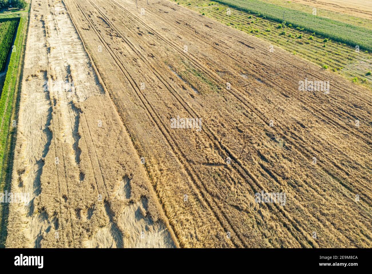 Losses in agriculture, aerial view of destroyed field of grain Stock ...