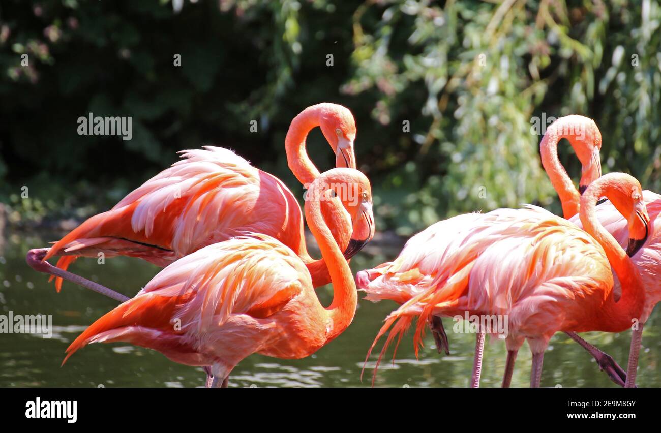 Rose coloured flamingos hi-res stock photography and images - Alamy