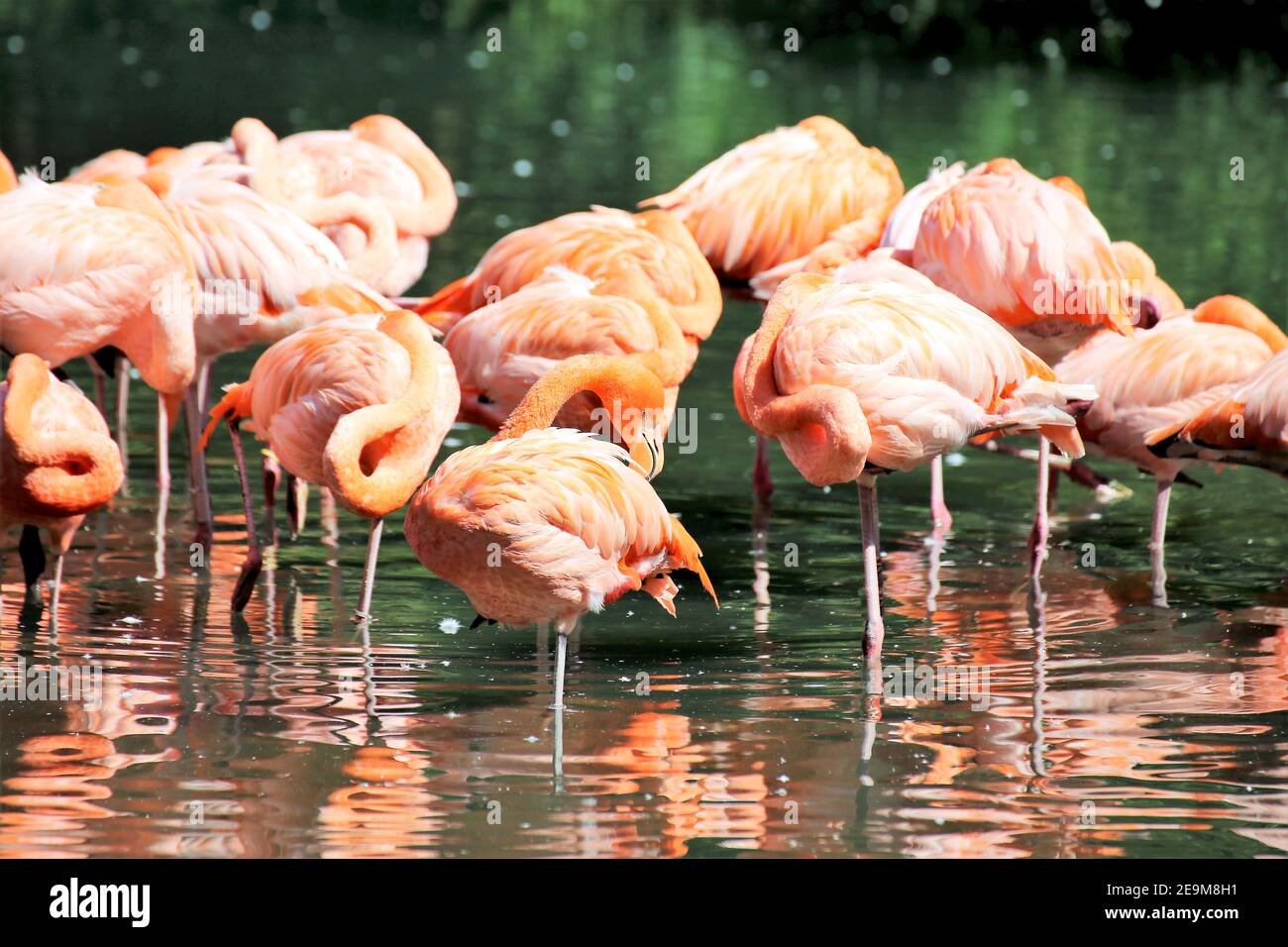 Rose coloured flamingos hi-res stock photography and images - Alamy