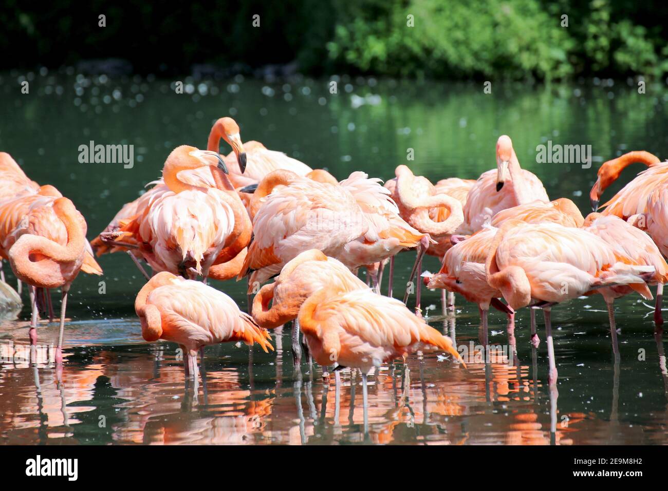 Rose coloured flamingos hi-res stock photography and images - Alamy