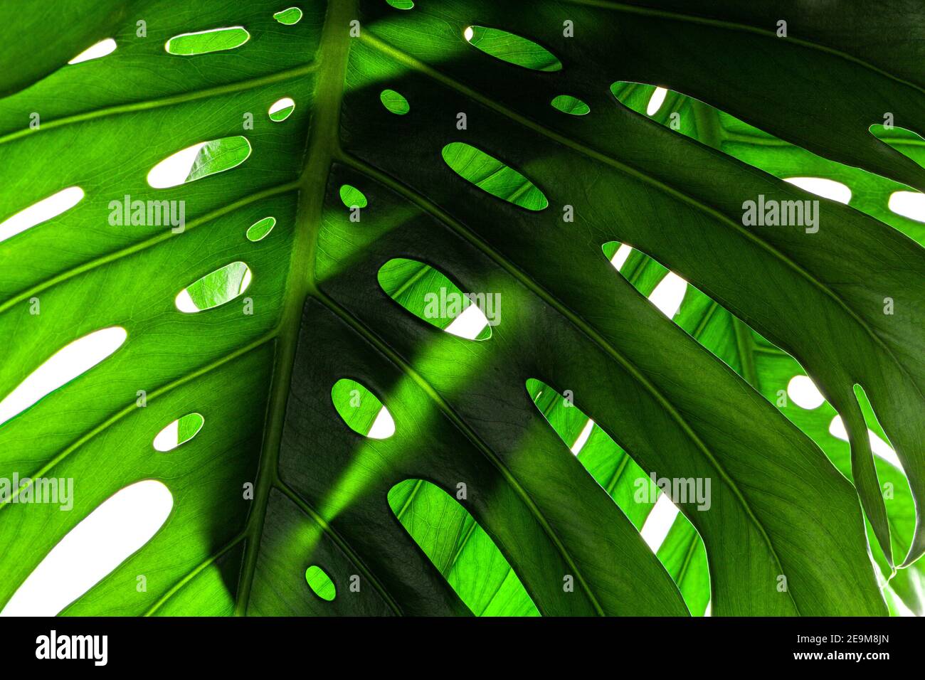 Creative background of a monstera plant leaf Stock Photo - Alamy