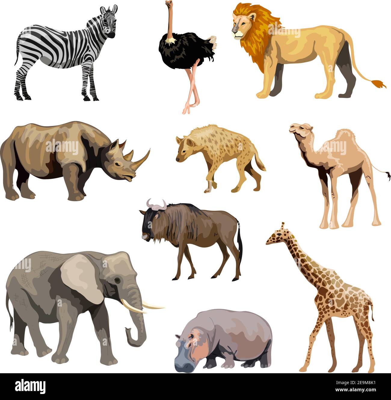 Wild african animals set with zebra ostrich lion rhinoceros isolated ...
