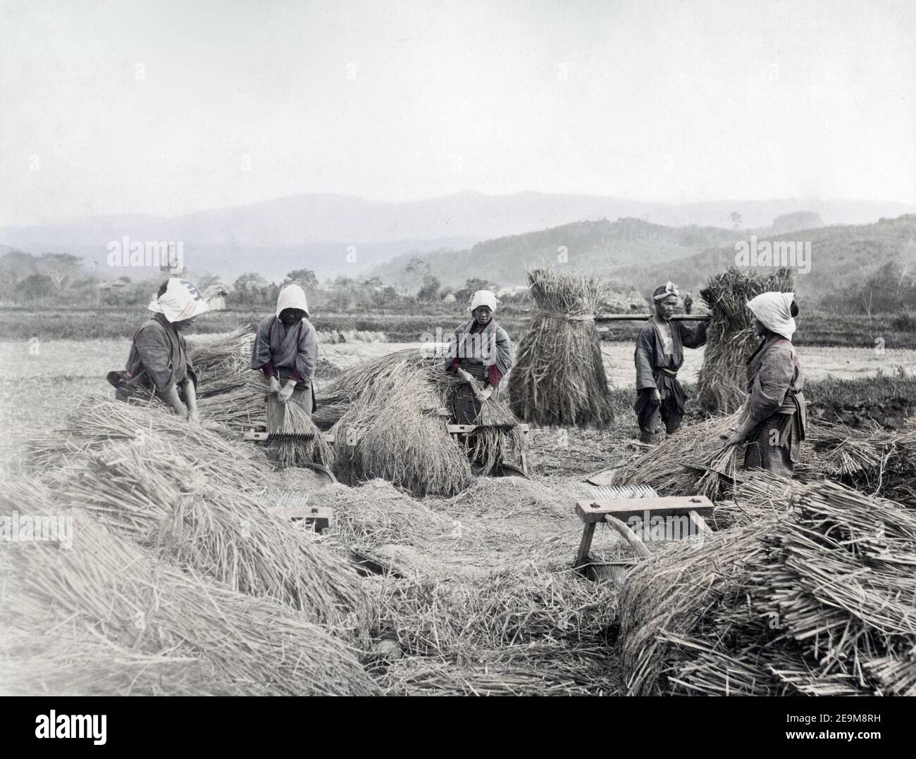 Late 19th century photograph - Harvesting rice, Japan, c.1880's Stock ...