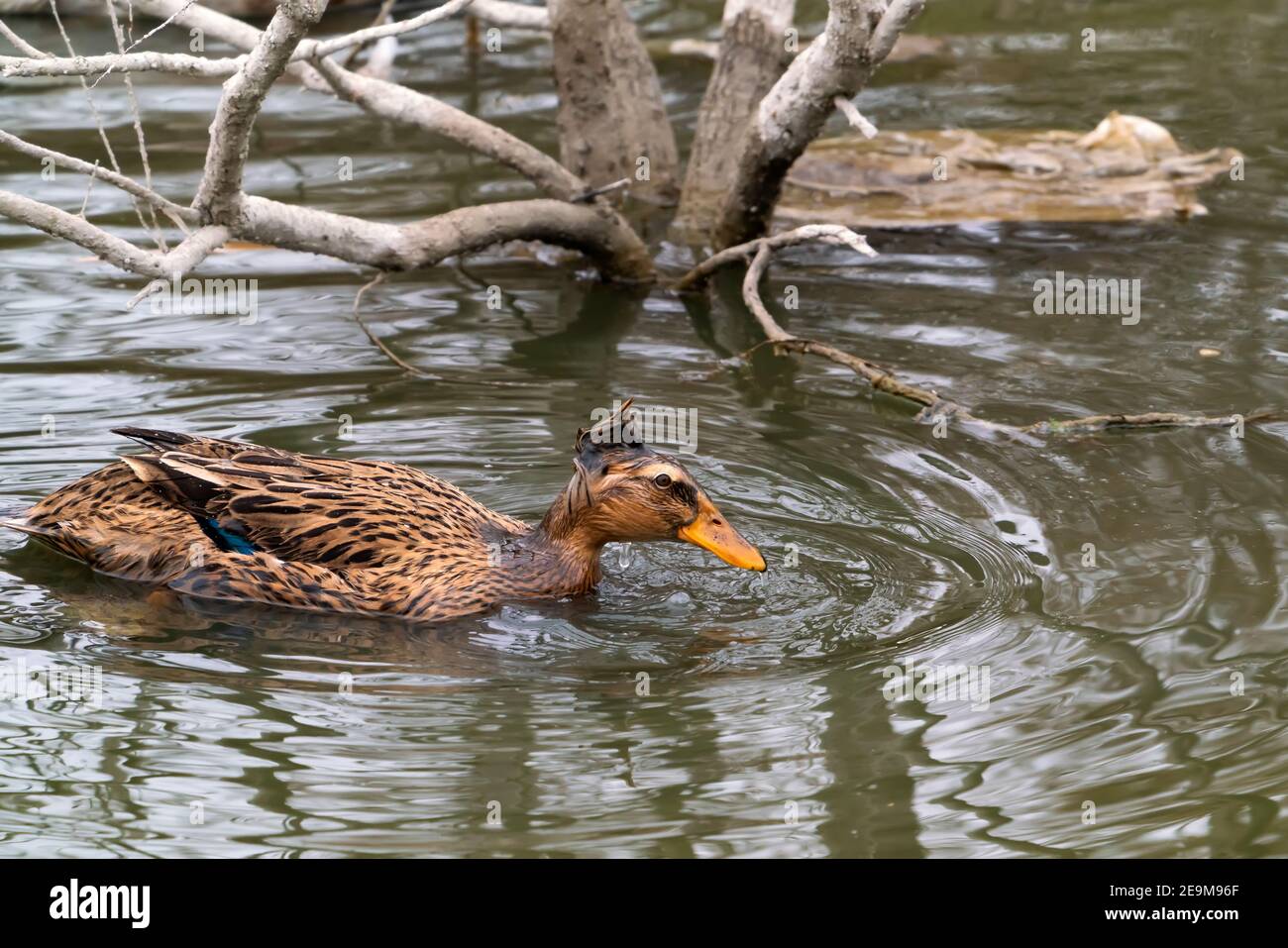 Ducks catch fish in the water Stock Photo - Alamy
