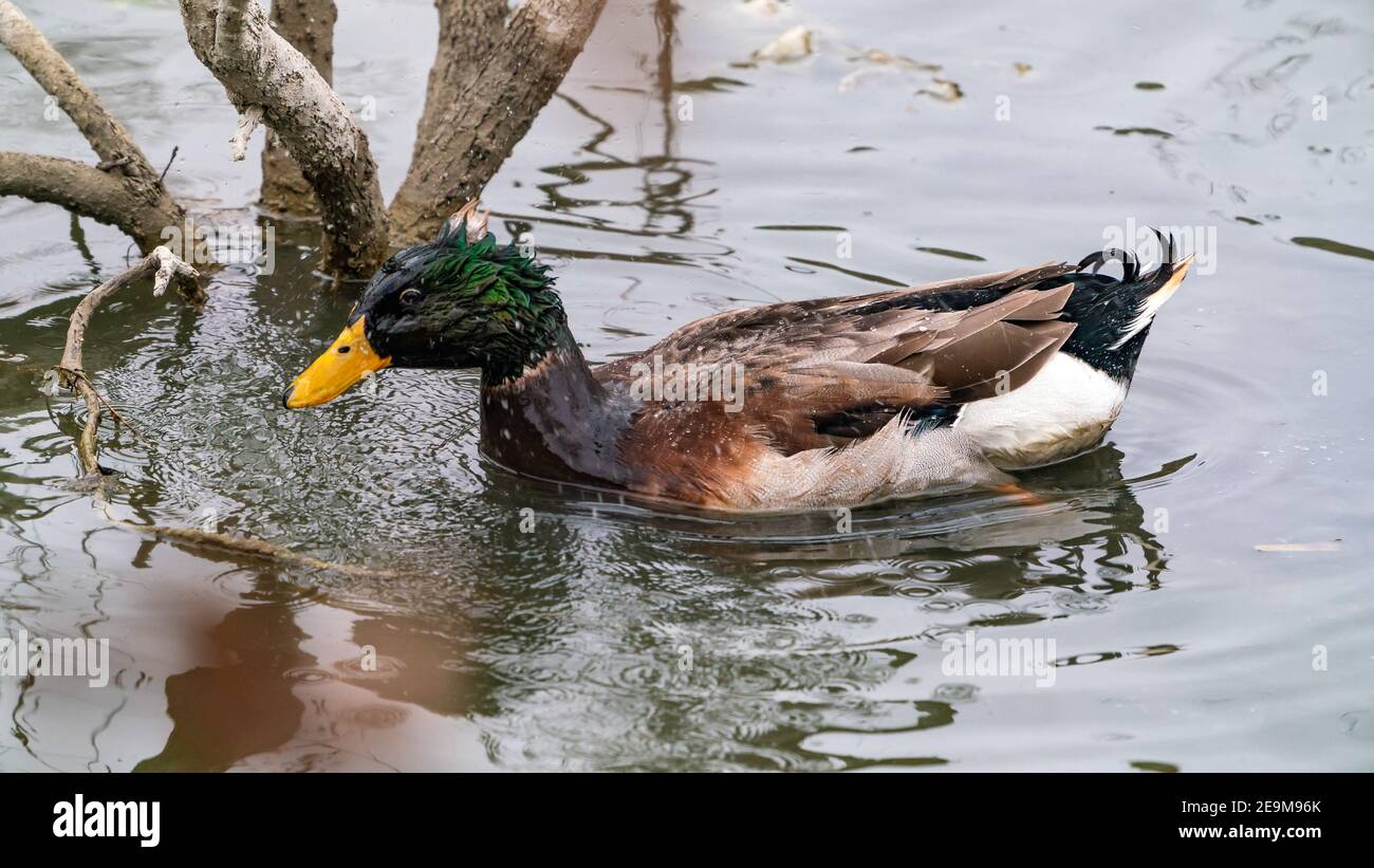 Fish eating duck hi-res stock photography and images - Alamy