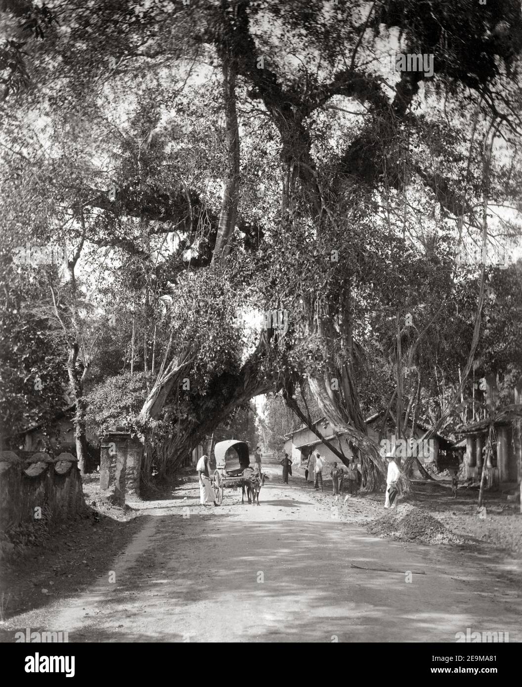 Late 19th century photograph - Cart on a country road, Ceylon (Sri ...