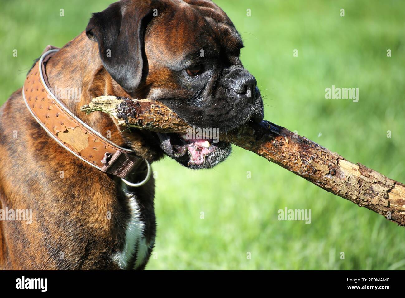 German Boxer dog Stock Photo - Alamy