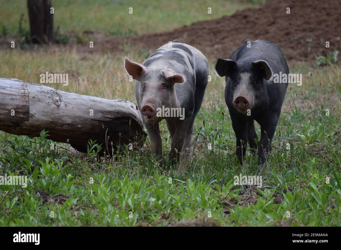Pigs of different Skin color Stock Photo - Alamy