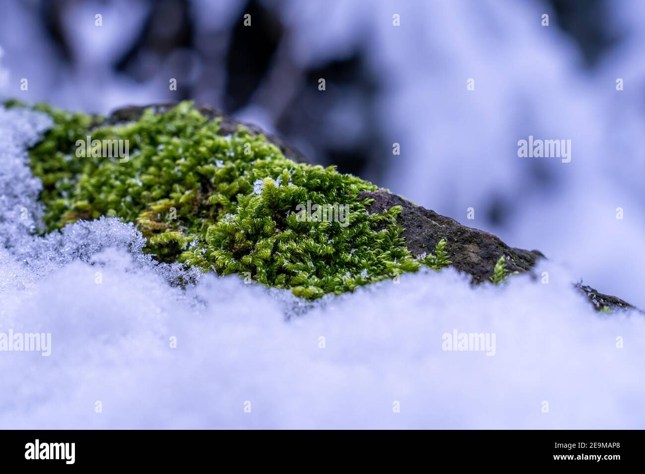 Moss on the stone hi-res stock photography and images - Alamy