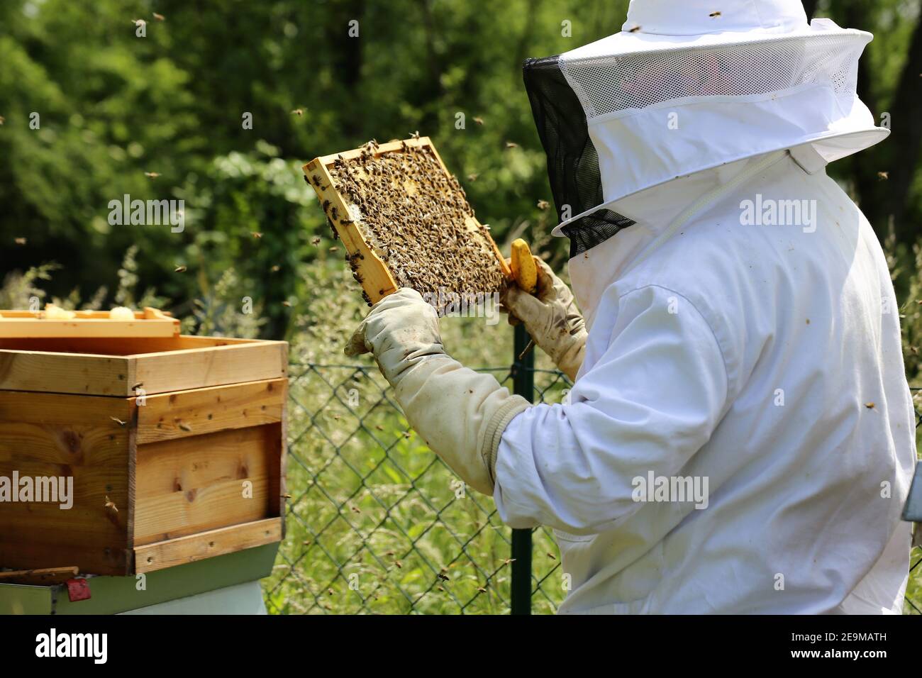 Beekeeper works on his beehive Stock Photo - Alamy