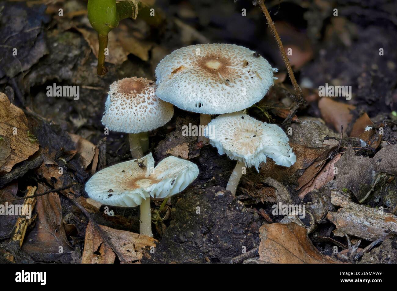 The Fatal Dapperling (Lepiota subincarnata) is a deadly poisonous ...