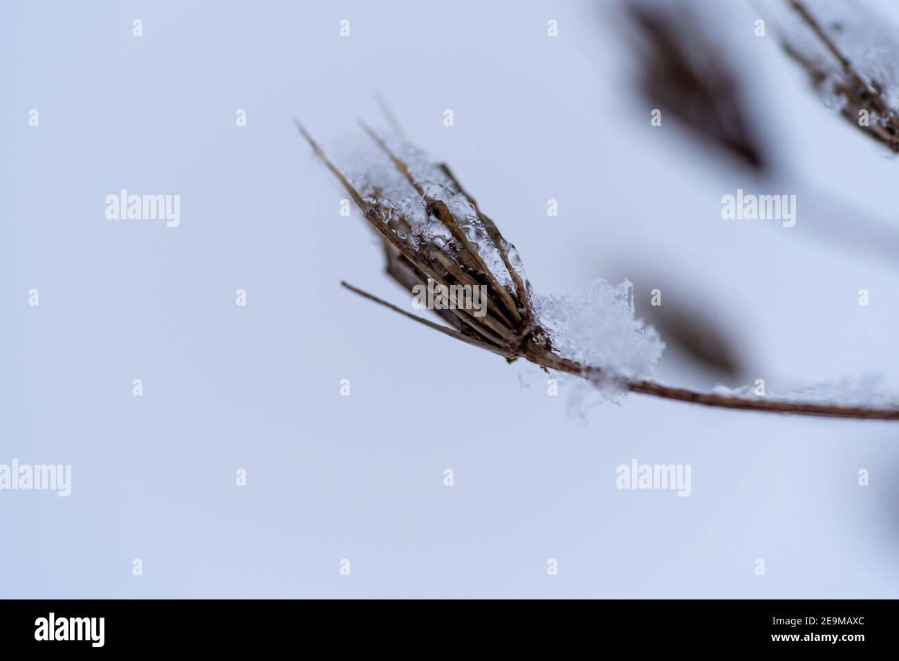 Common yarrow covered in snow in a winter landscape Stock Photo - Alamy