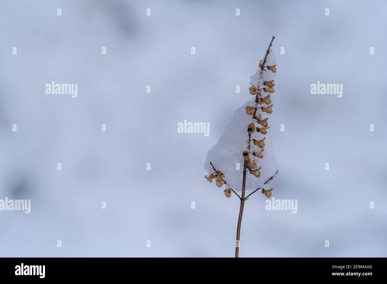 Common yarrow covered in snow in a winter landscape Stock Photo - Alamy