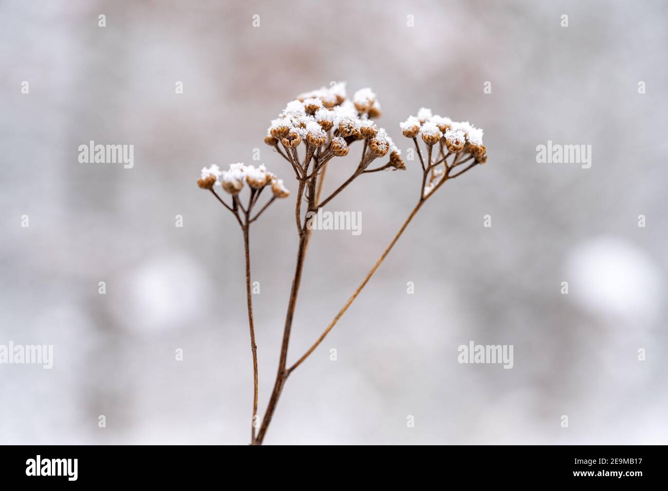 Common yarrow covered in snow in a winter landscape Stock Photo - Alamy