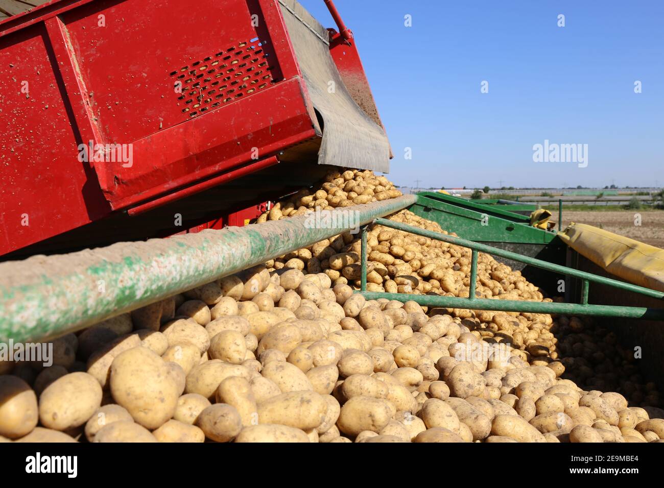 Agricultural potato harvest with harvester Stock Photo - Alamy