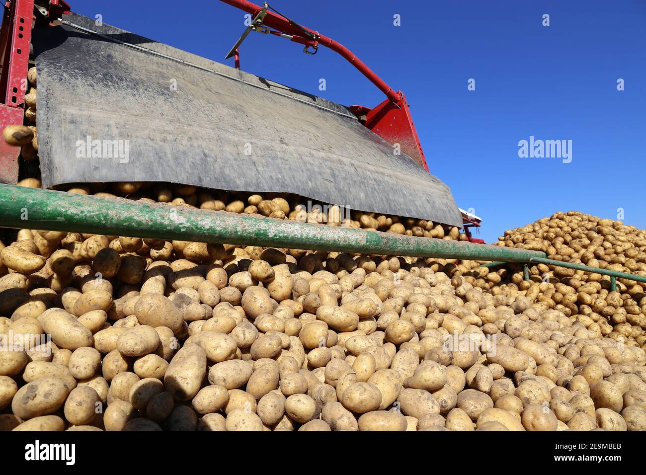 Agricultural potato harvest with harvester Stock Photo - Alamy