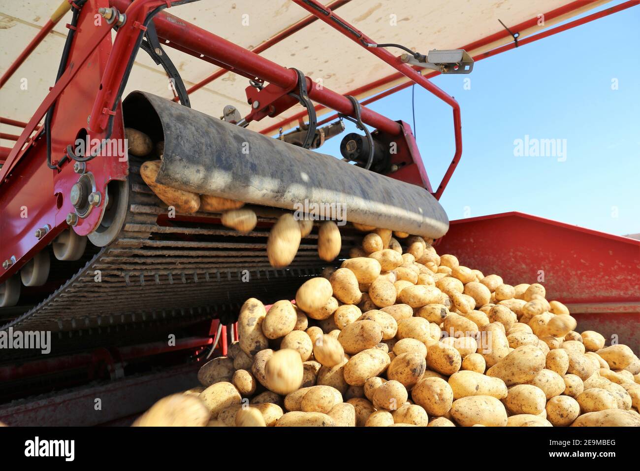 Agricultural potato harvest with harvester Stock Photo - Alamy
