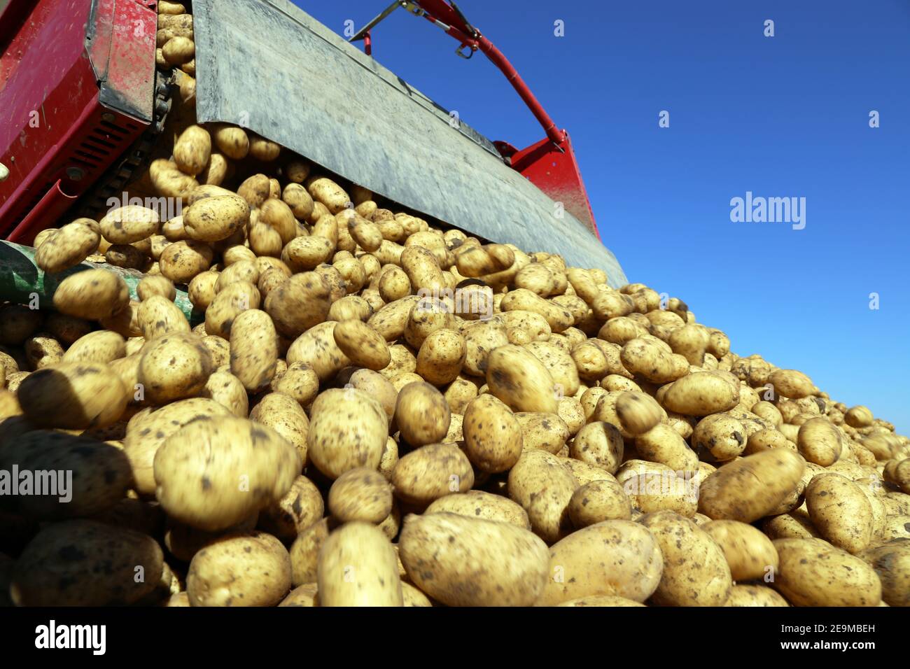 Agricultural potato harvest with harvester Stock Photo - Alamy