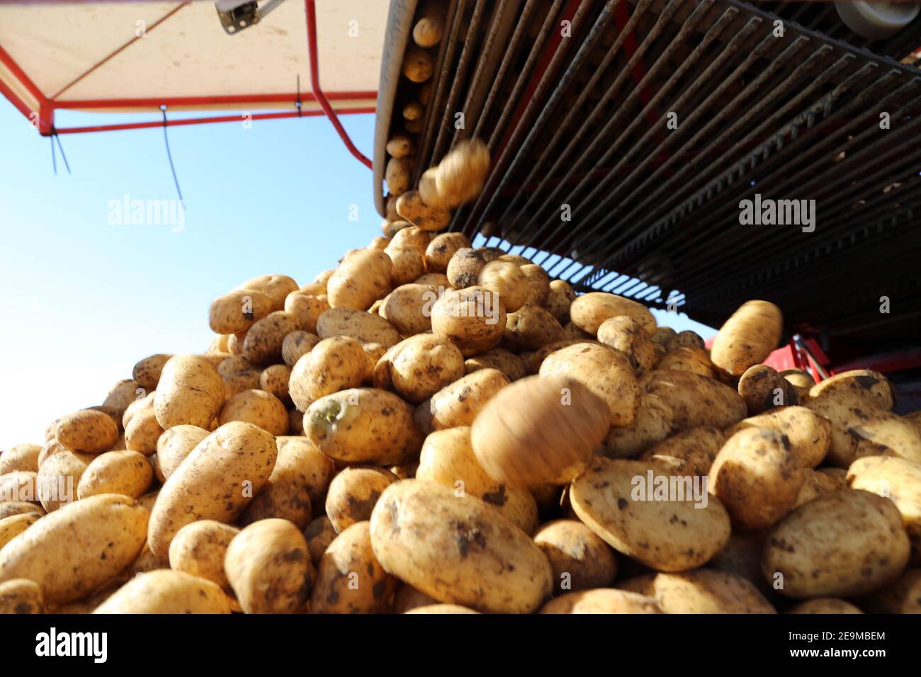 Agricultural potato harvest with harvester Stock Photo - Alamy